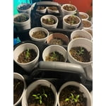 Timberline Cow Manure and Compost, Soil Conditioner, 40lb Bag, Ideal ...