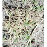 "Ezplug Tahoma 31 Bermuda Grass Plugs, 100 Large Plugs, Low Maintenance ...