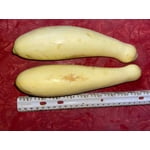 Fresh Produce Fresh Yellow Squash Versatile Vegetable for Sides Baked ...