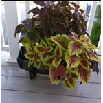 Buffalo Check Plaid Indoor Seat Cushion - Red, Kitchen Bench Pads ...