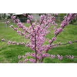 Bio Advanced 12-Month Tree and Shrub Protect and Feed II, Dual Action ...