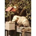 Infinity Bird Feeder - Wild Bird Feeder with 360 Degree View of Feeding ...