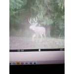 Tasco 12MP Trail Camera with Low Glow Infrared Flash, 720p Video, PIR ...