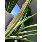 Dyna-Gro Foliage Pro Indoor Plant Growth Fertilizer 9-3-6 Liquid Food ...