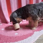 Dogster's Nutly and Cheese Ice Cream Style Treats for Dogs 3.5 fl oz ...