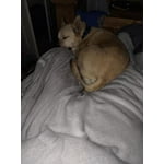 EVRI Adjustable Bed Sheet Straps with Metal Clamp Corners, 4 Pack ...