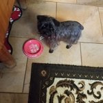 (12 Pack) Purina Mighty Dog Small Breed Wet Dog Food Variety Pack ...