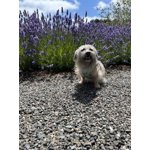 The Honest Kitchen Embark: Natural Human Grade Dehydrated Dog Food ...