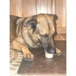 Dogsters Ice Cream Style Cheesy Bac'n Flavor Frozen Treats for Dogs 3.5 ...