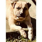 Dogster's Nutly and Cheese Ice Cream Style Treats for Dogs 3.5 fl oz ...