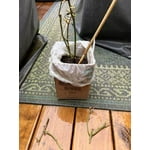 Dee-Lish® Hybrid Tea Rose by Heirloom Roses - Live Fragrant Rose Bush ...