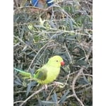 Epson XP-330 Small-in-One Wireless Printer, 1.44-inch LCD, 100-Sheet ...