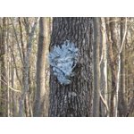 Design Toscano Bashful Wood Sprite Wall Sculpture - Walmart.com