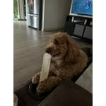 CANINE CHEWS 10" Beef Basted Dog Rawhide Bones | Savory Natural ...