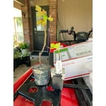 "Fignominal Dwarf Fig Tree - Edible Indoor Plant - Ficus carica hybrid ...