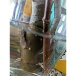 CZ Grain Money Tree Bonsai Fresh Cutting Indoor Dwarf Weeping Willow ...