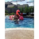 "Intex Flamingo Ride On Inflatable Pool Floatie, 56"" x 54"" x 38 ...
