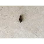 Raid House & Garden Aerosol, 11 OZ, Pack of 3 - Bug Killer, Pesticide ...