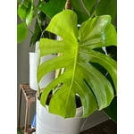 Dyna-Gro Foliage Pro Indoor Plant Growth Fertilizer 9-3-6 Liquid Food ...