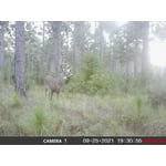 Tasco 12MP Trail Camera with Low Glow Infrared Flash, 720p Video, PIR ...