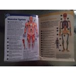 Thames & Kosmos Ooze Labs: Visible Human Body Model with Squishable ...