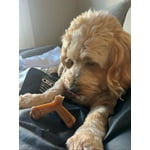 N-Bone® Quado® Dried Interactive Dog Chews, Peanut Flavor, Average Joe ...