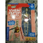 Thames & Kosmos Ooze Labs: Visible Human Body Model with Squishable ...