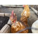 Cargill Animal Nutrition Nutrena NatureWise Feather Fixer 40lb - Walmart.com