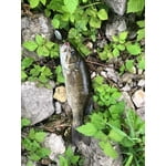 Ozark Trail 1/4 oz White Inline Spinner - Walmart.com