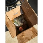 Great Value Apple Jelly 18 oz Fruit Spread for Breads, Desserts, and ...