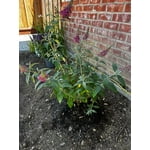 First Editions Hydrangea Spring Sizzle Live Shrub in 2-Gallon Grower ...