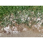 TERRO Fire Ant Killer Granules 2 lb Outdoor Long-Lasting Waterproof ...