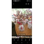 ( 1 ) - Daruma Dwarf Loropetalum - Starter Plant ( 5m ) ( 1 live plant ...