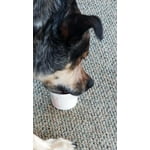 Dogsters Ice Cream Style Cheesy Bac'n Flavor Frozen Treats for Dogs 3.5 ...
