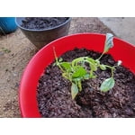Southern Living Saucy Red Salvia Live Shrub in 2.5-Quart Grower Pot ...