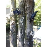 Design Toscano 8" Demon of The Night Vampire Bat Garden Statue ...