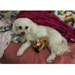 Ty Beanie Baby Plush: Whisper the Deer | Stuffed Animal | MWMT ...