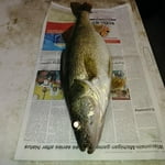 Johnson Beetle Bou Fishing Bait - Walmart.com