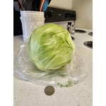 Fresh Green Cabbage, Each - Walmart.com