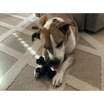 Irish Rover Beef Stick Dog Treats, 35 oz. - Samsclub.com