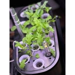LetPot 12-Pod Smart Hydroponics System SE Indoor Growing System, APP ...