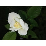 John F. Kennedy Fragrant Hybrid Tea Rose, Live Outside Plant, Includes ...