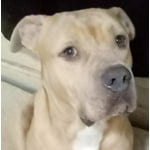 Ol' Roy Multi Flavored Biscuits, Mini Breeds Treats, Crunchy Bone ...