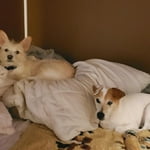 (12 Pack) Purina Mighty Dog Small Breed Wet Dog Food Variety Pack ...