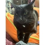 Allerpet Non-Toxic Cat Dander Remover for Cat Owners, 12 fl oz ...