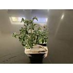 "Easy to Grow Pink Mountain Serissa Tree - Live House Plant, Bonsai ...