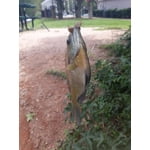 Berkley Gulp! Alive! 1" Cricket - Walmart.com