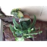 Design Toscano Ribbit The Frog Garden Toad Statue, 9 Inch Polyresin ...