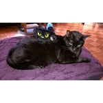 Manhattan Toy Lavish Lanky Cats Snow Plush - Soft Fur Stuffed Animal ...