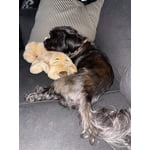 Pets Know Best Huggie Pup, Dog Plush with Heartbeat for Crate Training ...